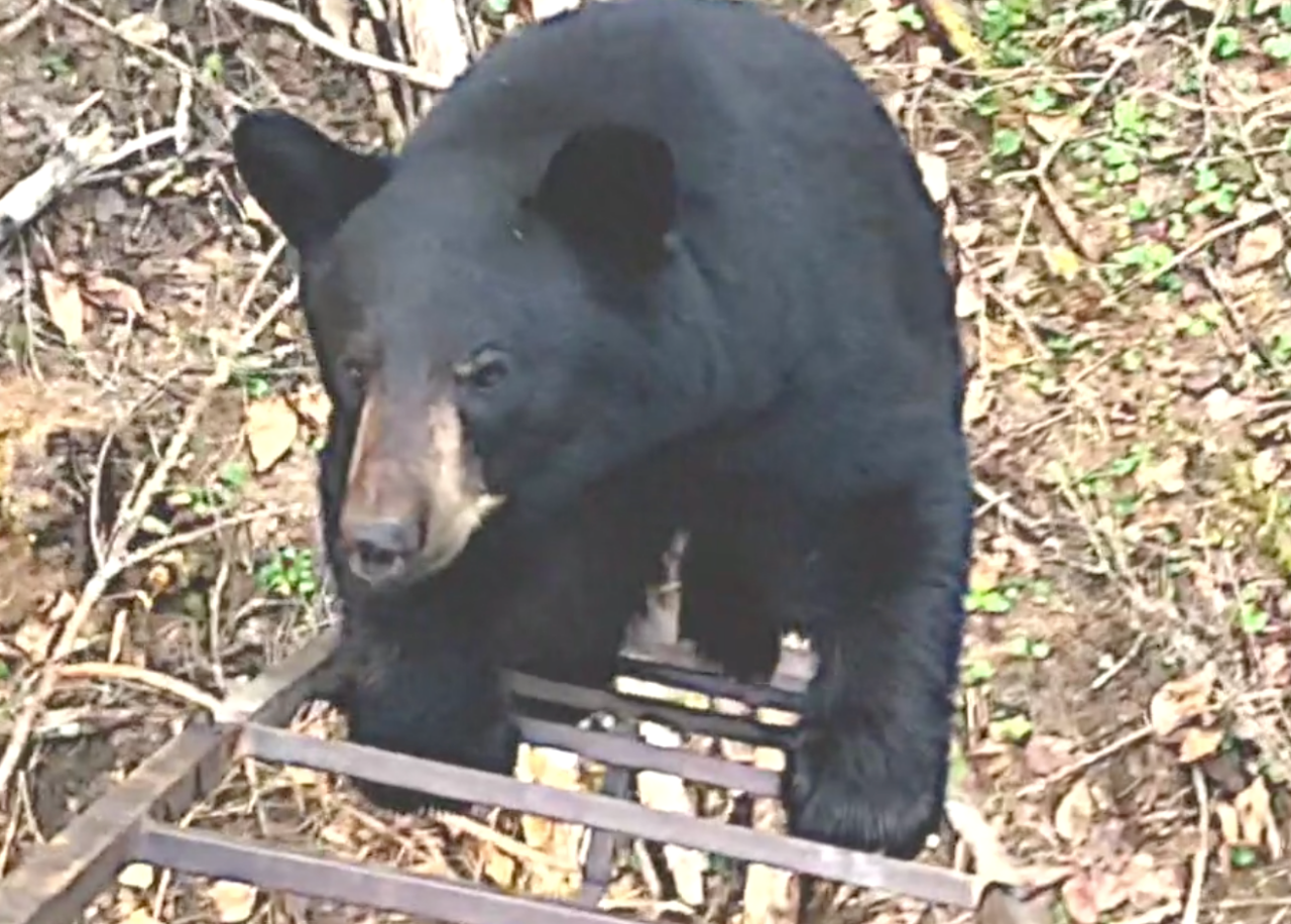 Curious Black Bear Climbs Ladder | NTD