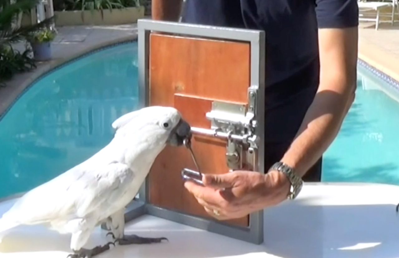 Cockatoo Opens Intricate Locks After Owner Trains Him | NTD