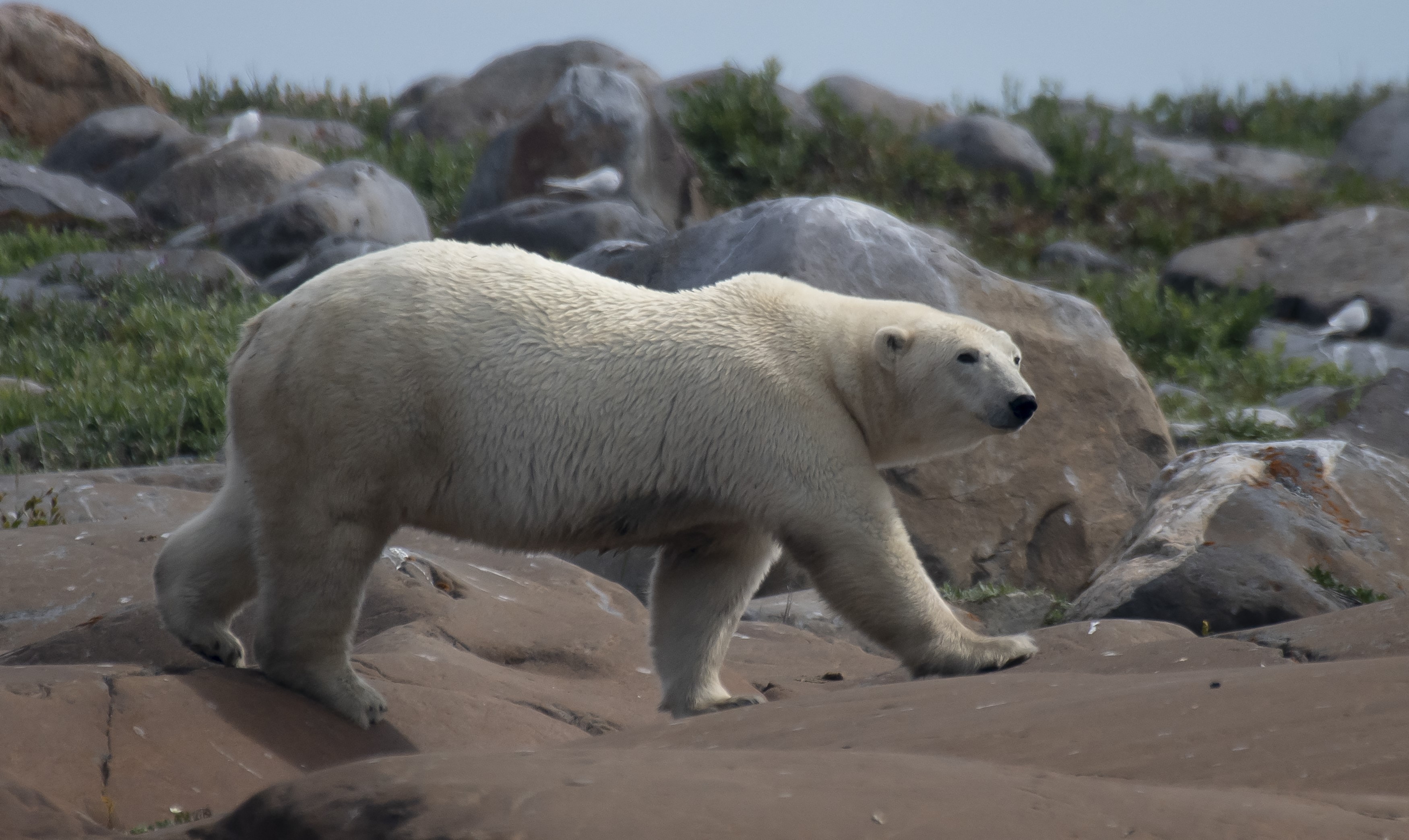 Polar Bear in Canadian Zoo Drowned After Rough Play With Fellow Bear ...