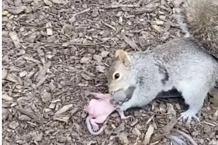 Mother Squirrel Retrieves Her Baby | NTD