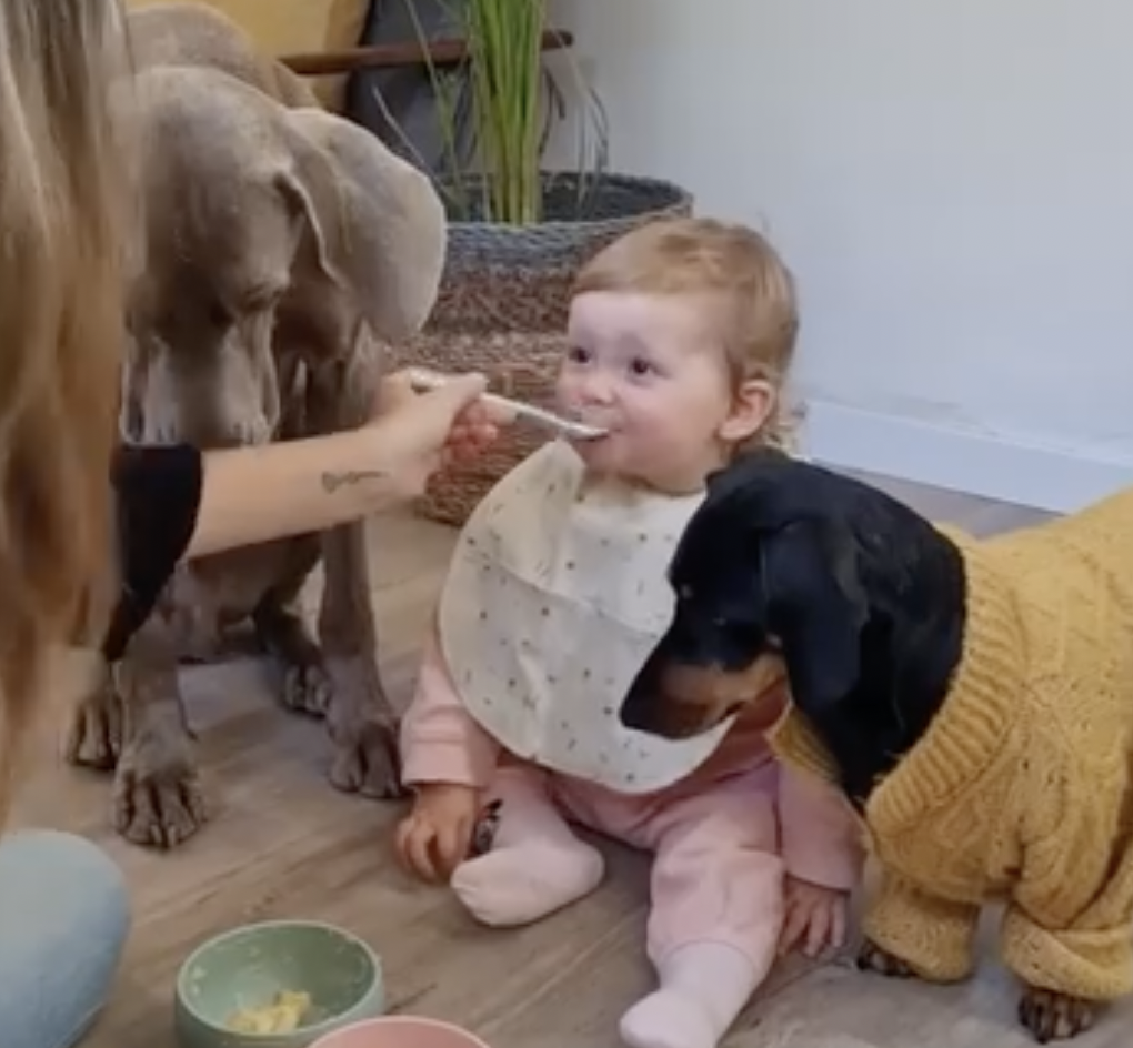Woman Feeds Dogs Along with Her Baby | NTD