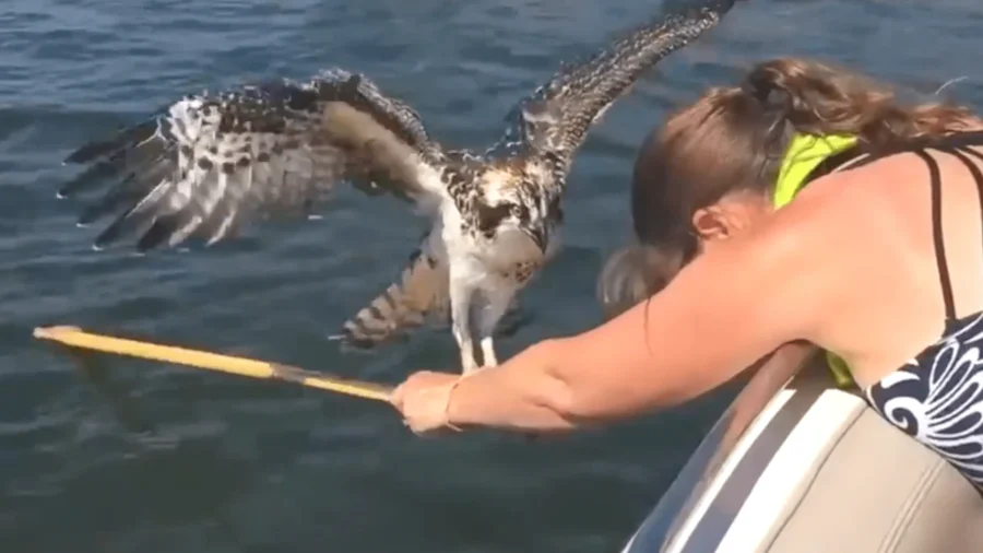 Girl Rescues Osprey Floating in Lake | NTD