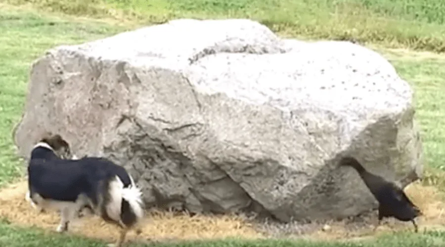 Duck Hilariously Chases Dog | NTD