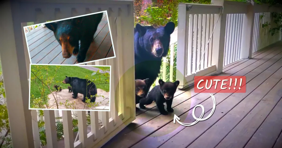 Mother Bear Brings Her First Litter of Cubs to Visit a Man’s House | NTD