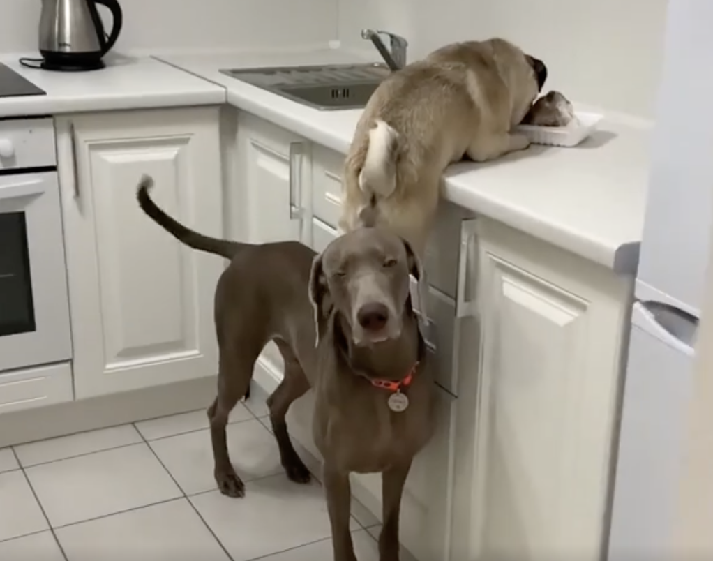 These Two Cheeky Dogs Have Been Caught in the Act | NTD