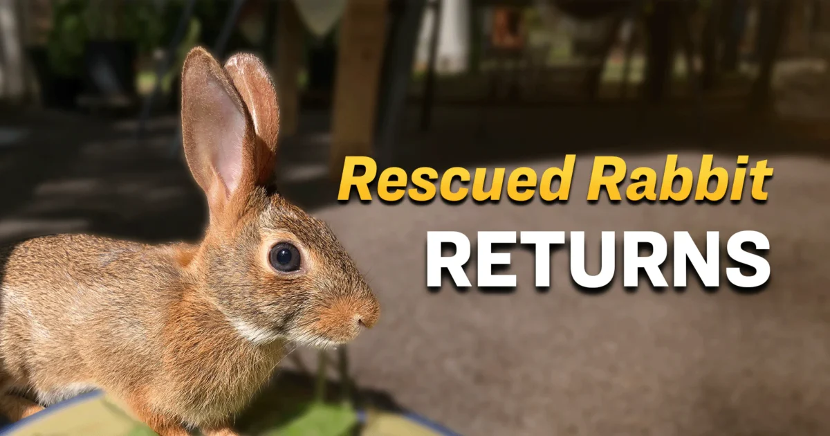 Rescued as a Newborn, Wild Rabbit Comes Back to Visit the Woman Who ...