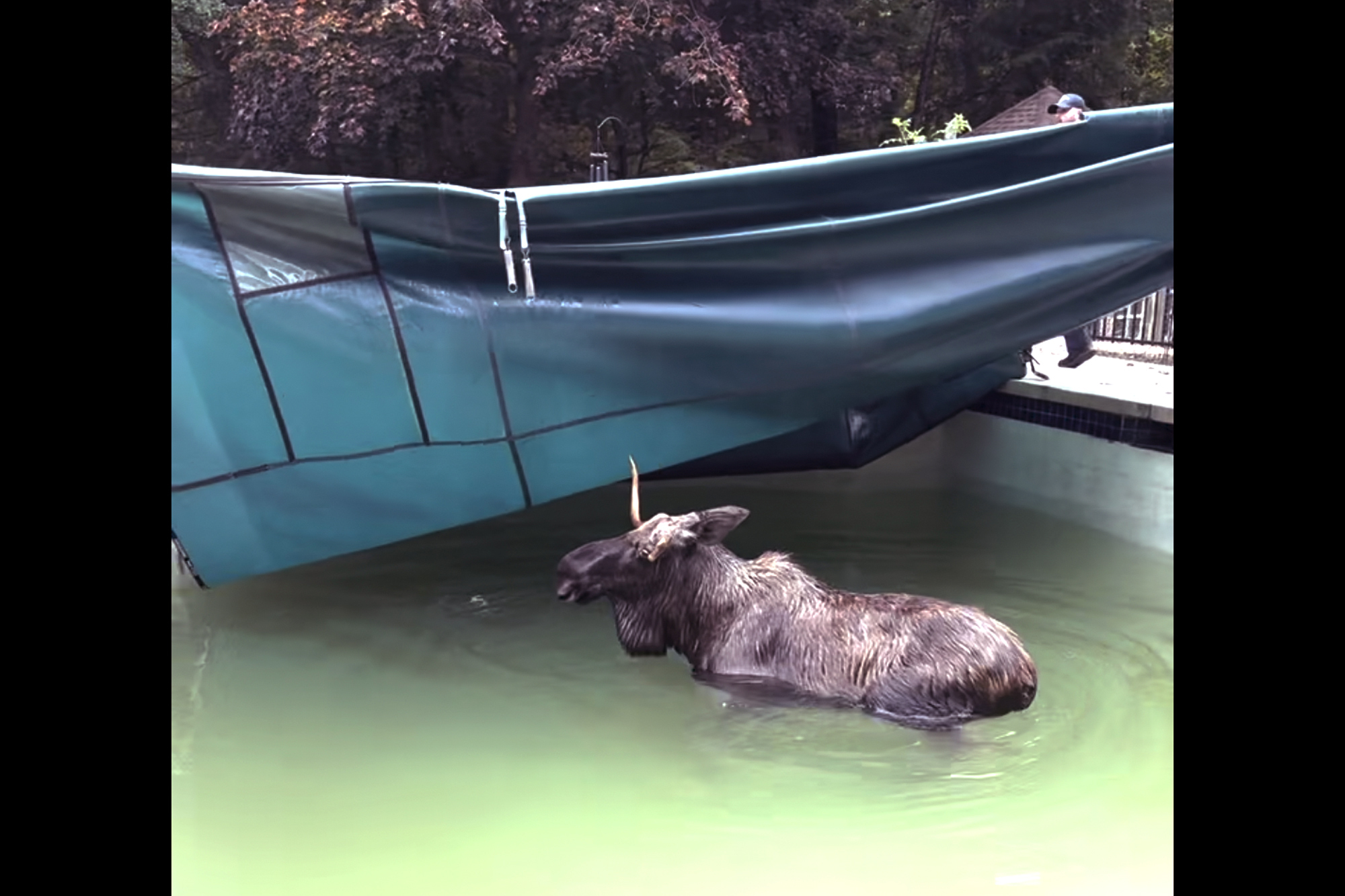 There’s a Moose on the Loose—in a New Hampshire Swimming Pool | NTD