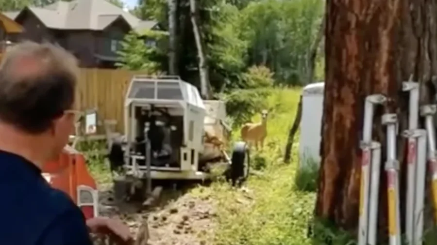 Man Helps Reunite Fawn with Its Mother | NTD