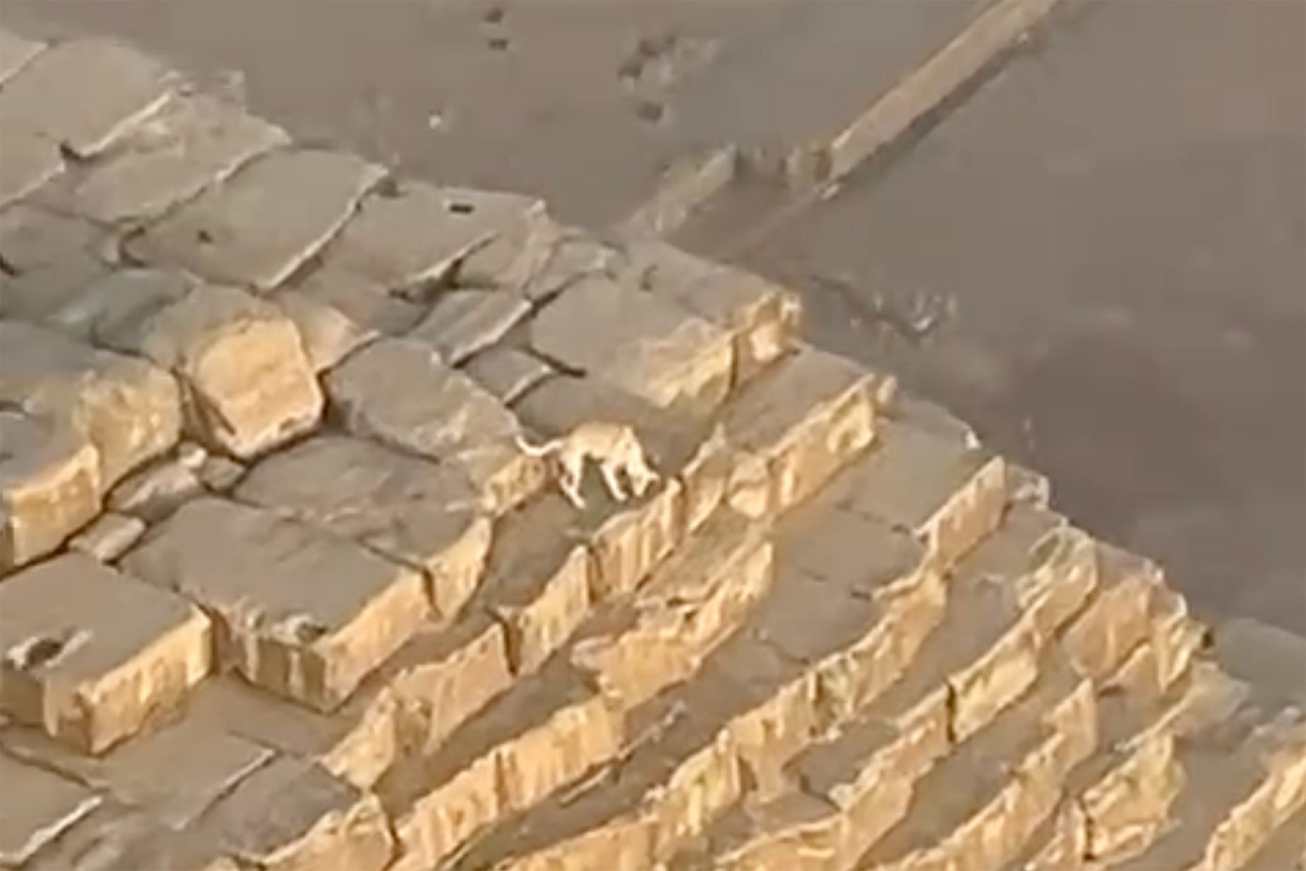 Dog Spotted Hanging Out on Top of Ancient Pyramid in Egypt | NTD