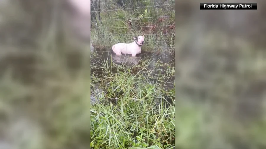 Man Charged With Abandoning Dog in Floodwaters as Florida Residents ...