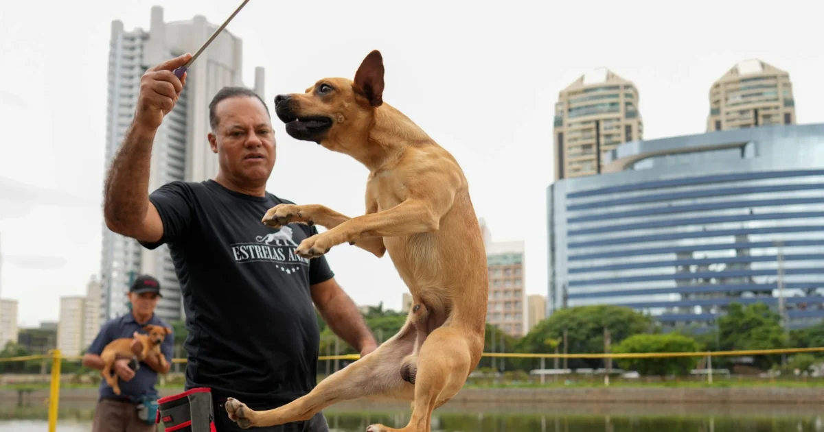 These Brazilian Caramel-Colored Stray Dogs Were Long Overlooked; Now ...