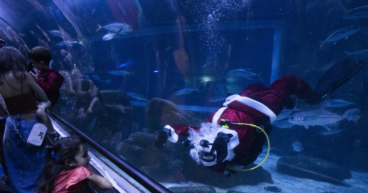 Santa Claus Joins Sharks for Holiday Swim at Rio de Janeiro Aquarium | NTD
