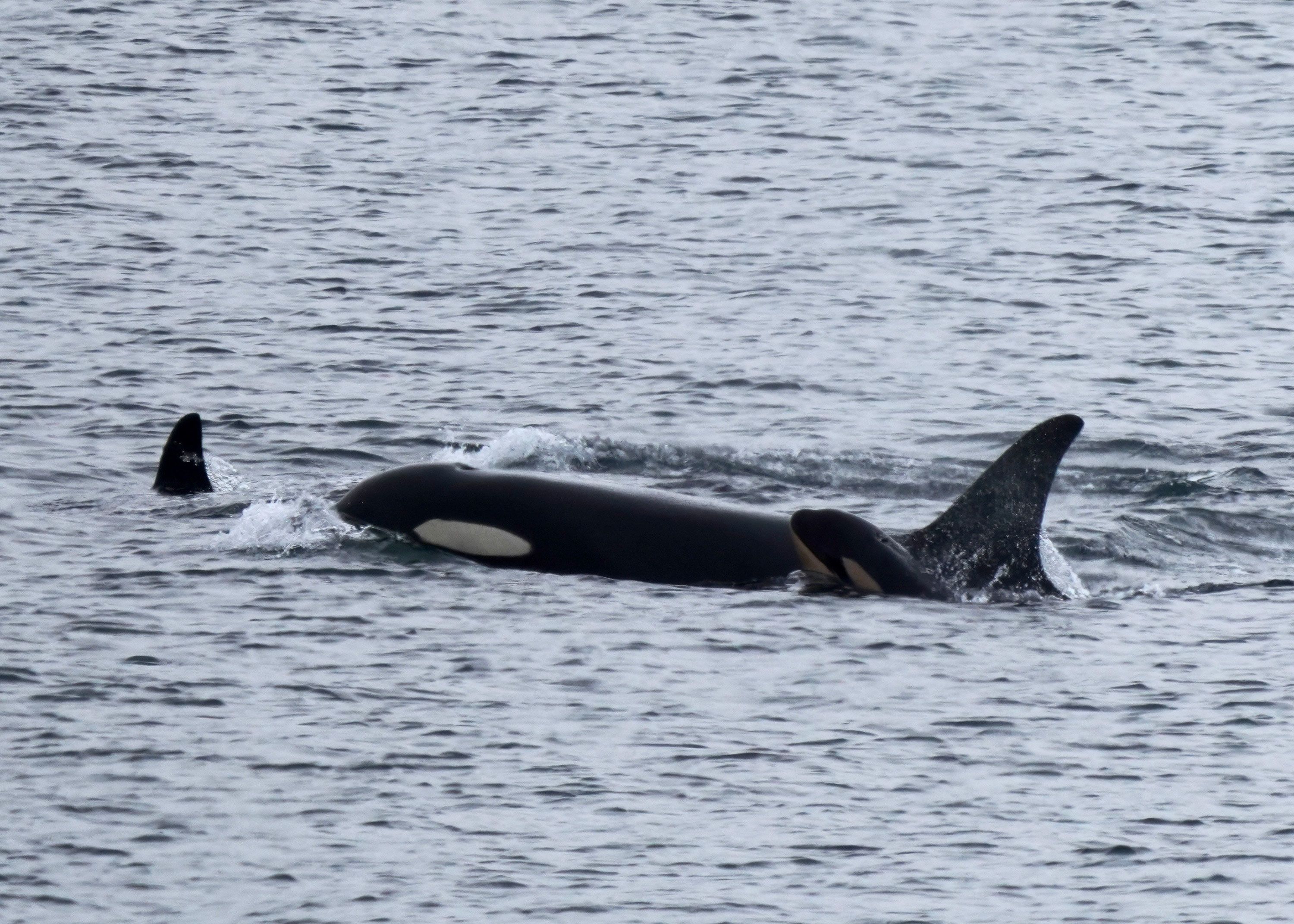 Orca Carried Her Dead Calf for 17 Days, She Now Has a New Baby | NTD