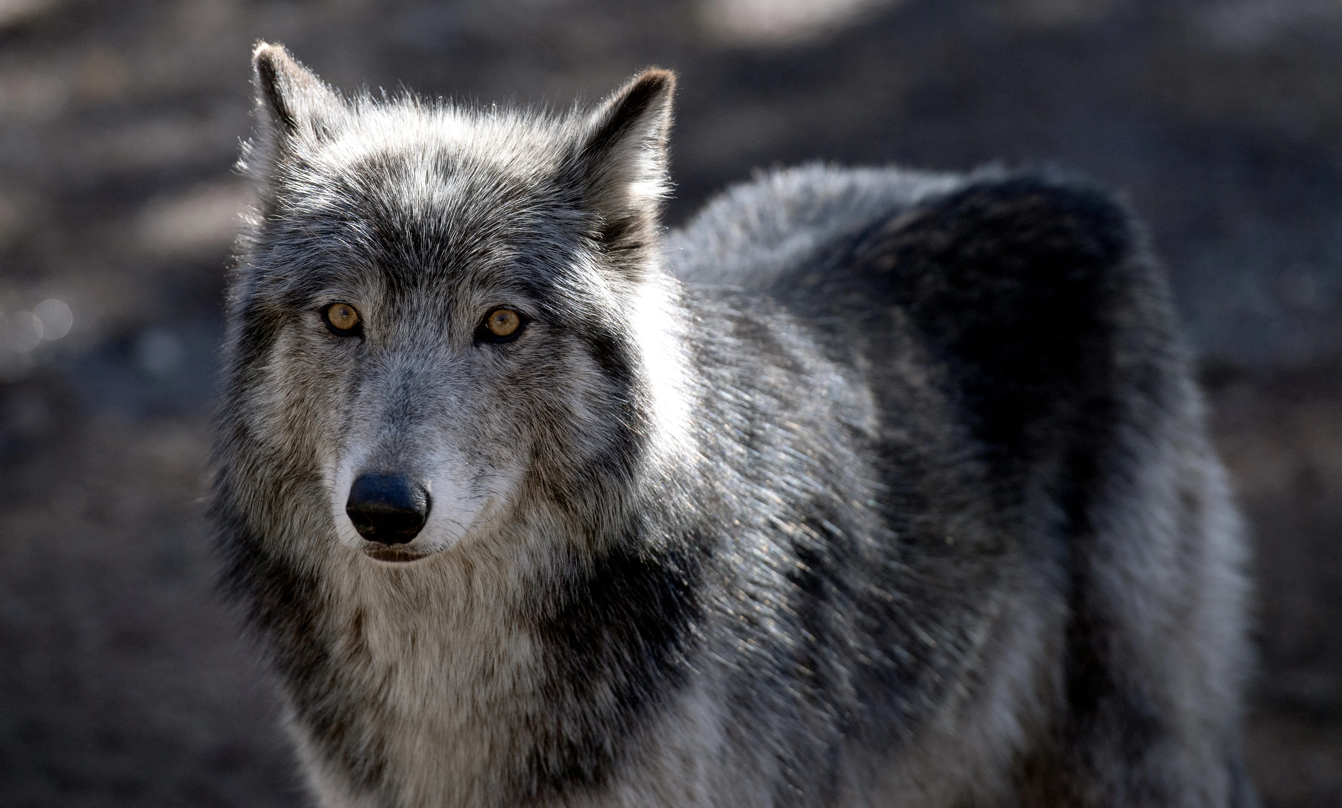 Colorado Wolf Died From Gunshot, Spurring Federal Investigation | NTD