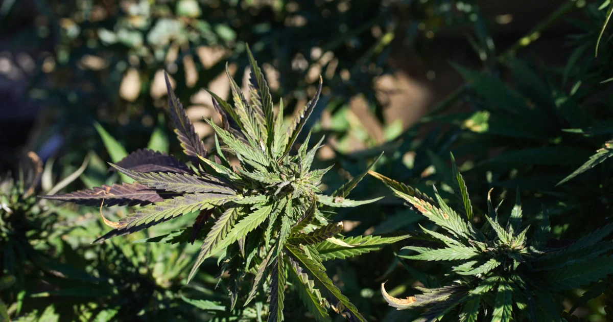 Frequent Cannabis Use Linked to Memory and Brain Function Decline | NTD