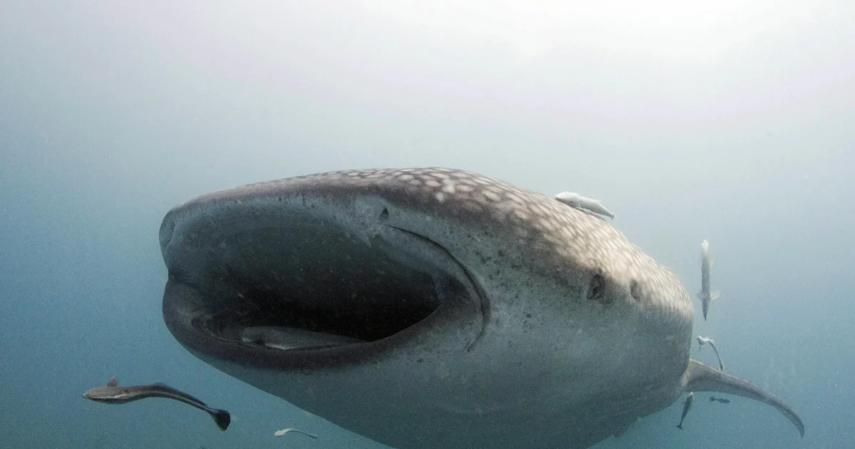 Russian Tourist Dies After Being Attacked by Sharks in Philippine ...