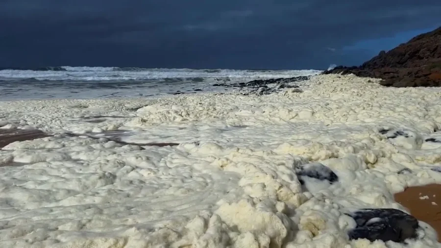 Strange Foam and Dead Fish Wash Ashore at 2 Australian Beaches as ...