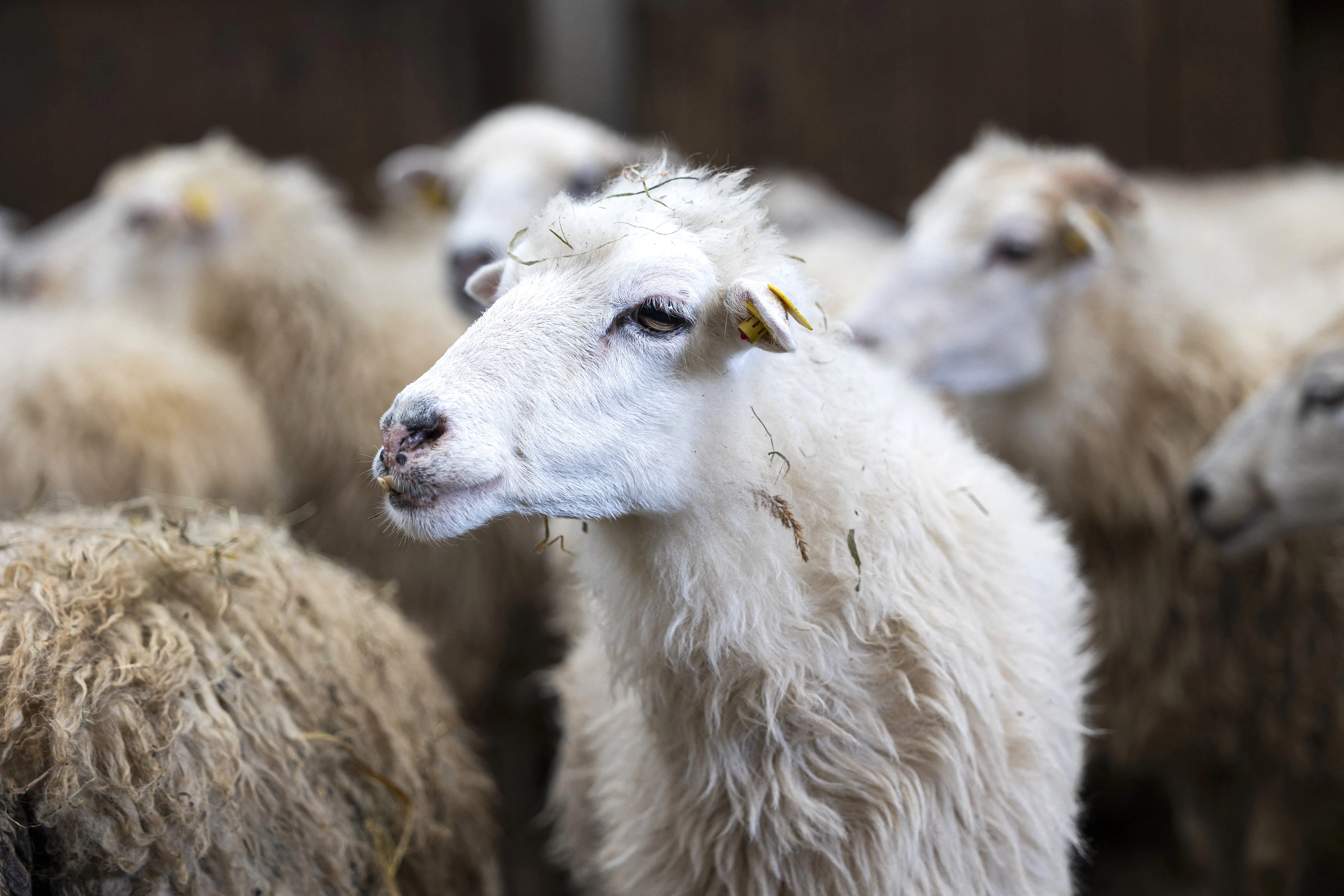 First Ever Sheep With Bird Flu Found in the UK | NTD