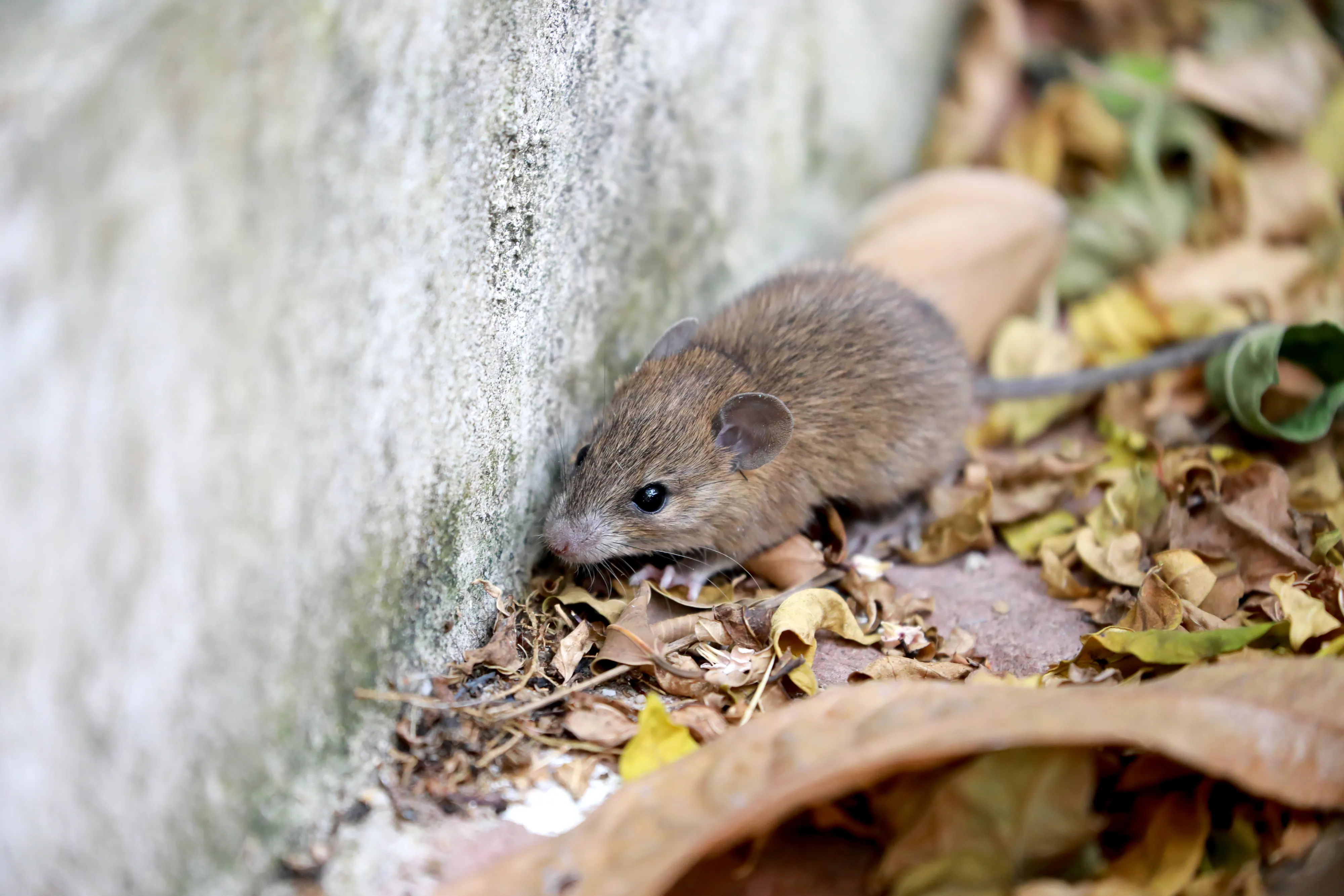 Rare Rodent-Borne Virus Claims 3 Lives in California | NTD