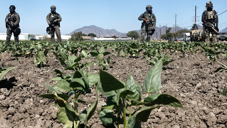 At Least 10 Migrant Children Found During California Marijuana Farm ...