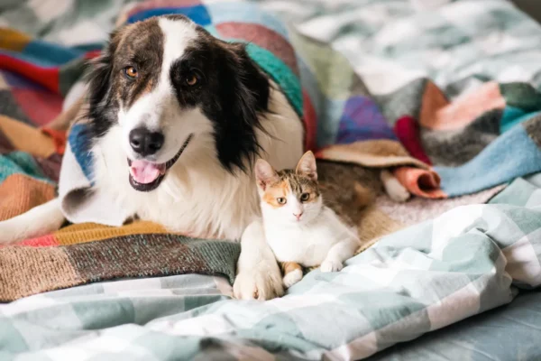More Colleges Welcoming Pets in Dorms | NTD