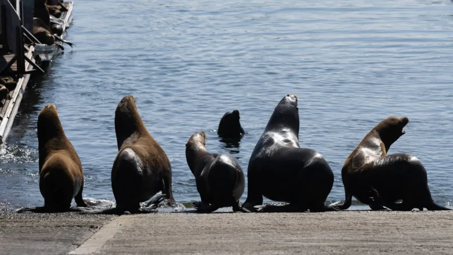 Monterey Beach Temporarily Closed Due to Sea Lion Gathering | NTD