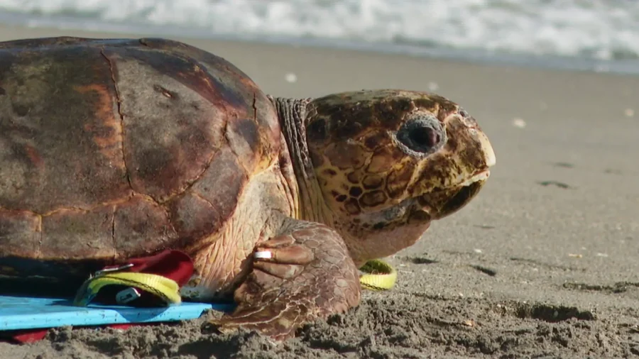 Injured Sea Turtle Returned to the Ocean After Recovery | NTD