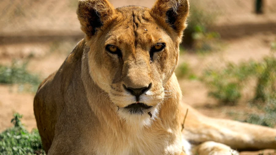 Teen Mauled to Death After Climbing Into Lioness's Enclosure | NTD