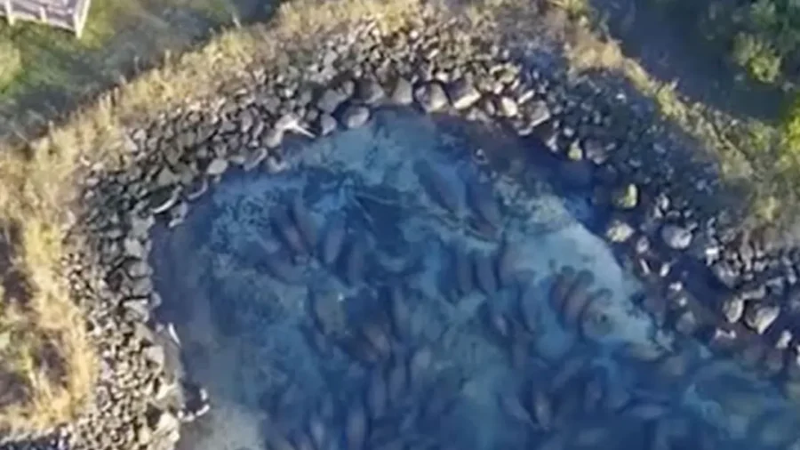 Manatees Huddle Together for Warmth in Frigid Florida Temperatures | NTD