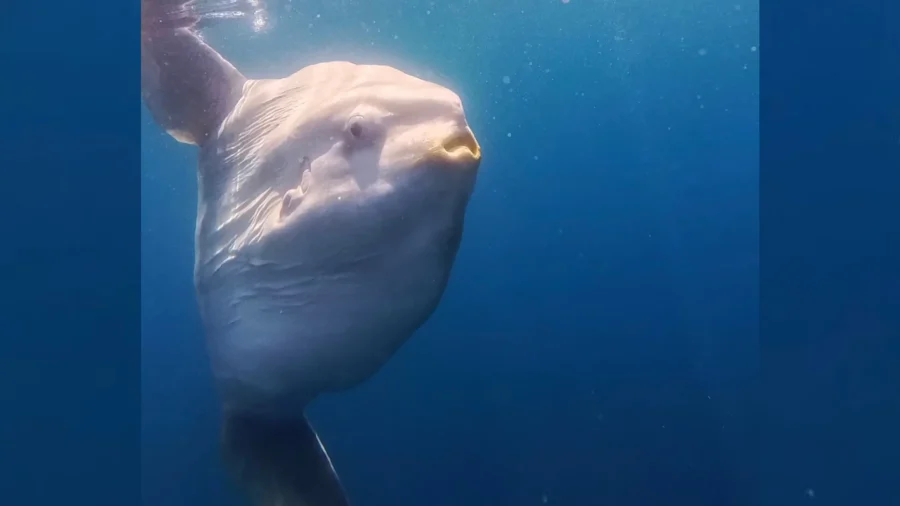 Massive Ocean Sunfish Washes Ashore in San Diego, Captivating Surfers ...