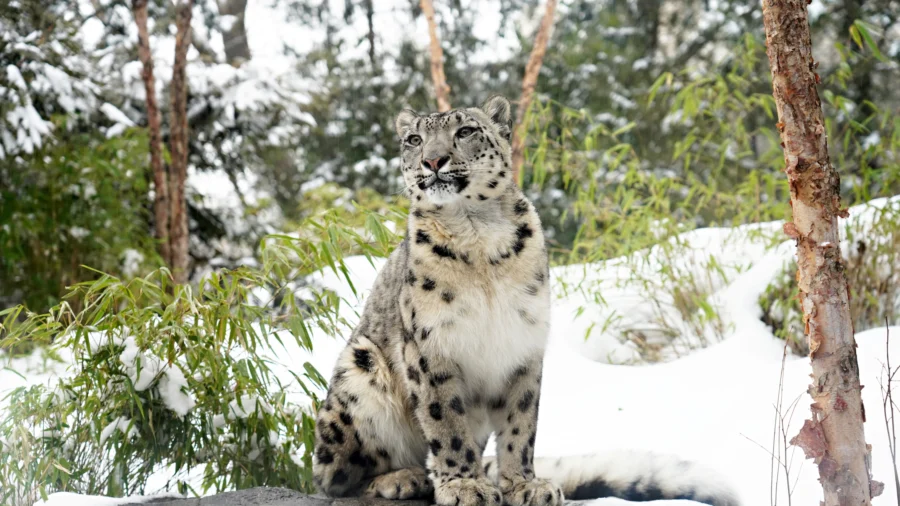 Skier Injured in Rare Snow Leopard Encounter in China | NTD