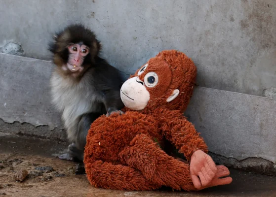 IKEA Sells Out of Viral Orangutan Plushie 'Adopted' by Abandoned Baby ...