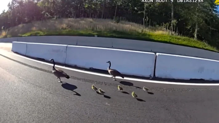 Geese Family Escorted Across Busy Maryland Highway | NTD