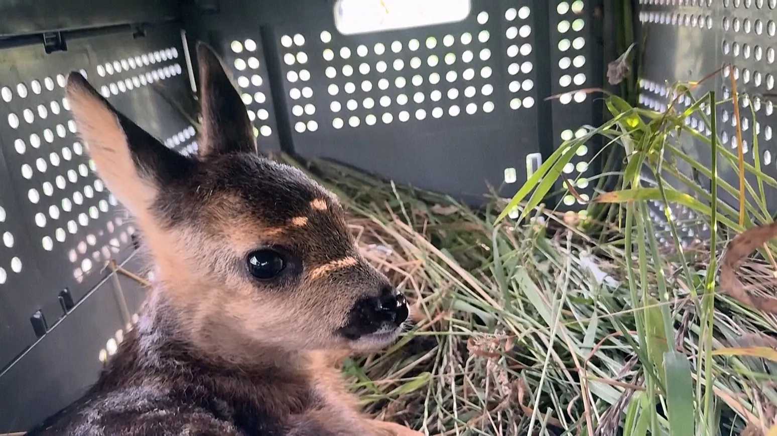 German Animal Rescuers Use Drones to Save Fawns From Hay-Mowing Deaths ...
