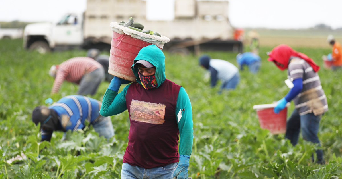 CCP virus Spreads Among Fruit and Vegetable Packers, Worrying US ...