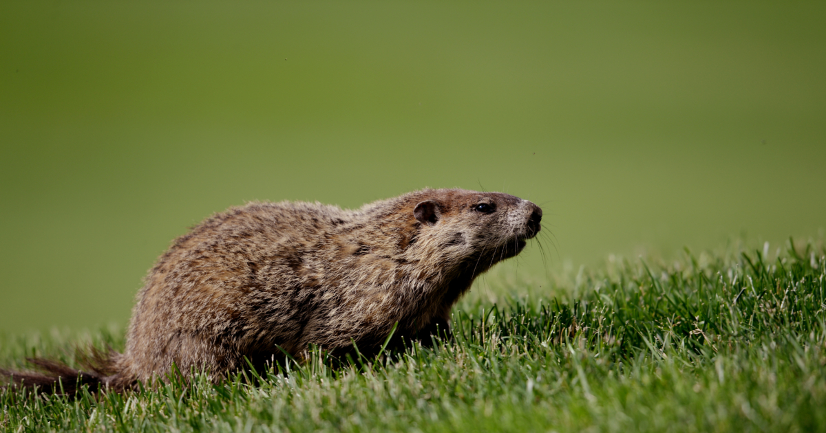 Mongolian Teenager Dies of Bubonic Plague | NTD